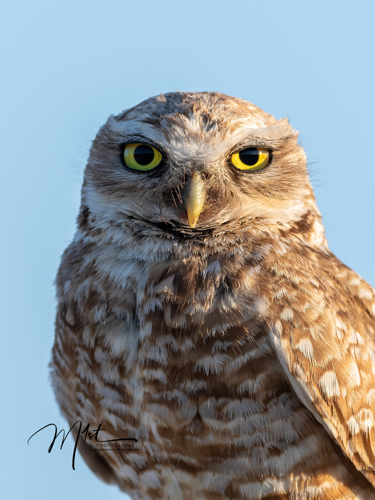 Matt Wild (@MattFurst) on Flipboard